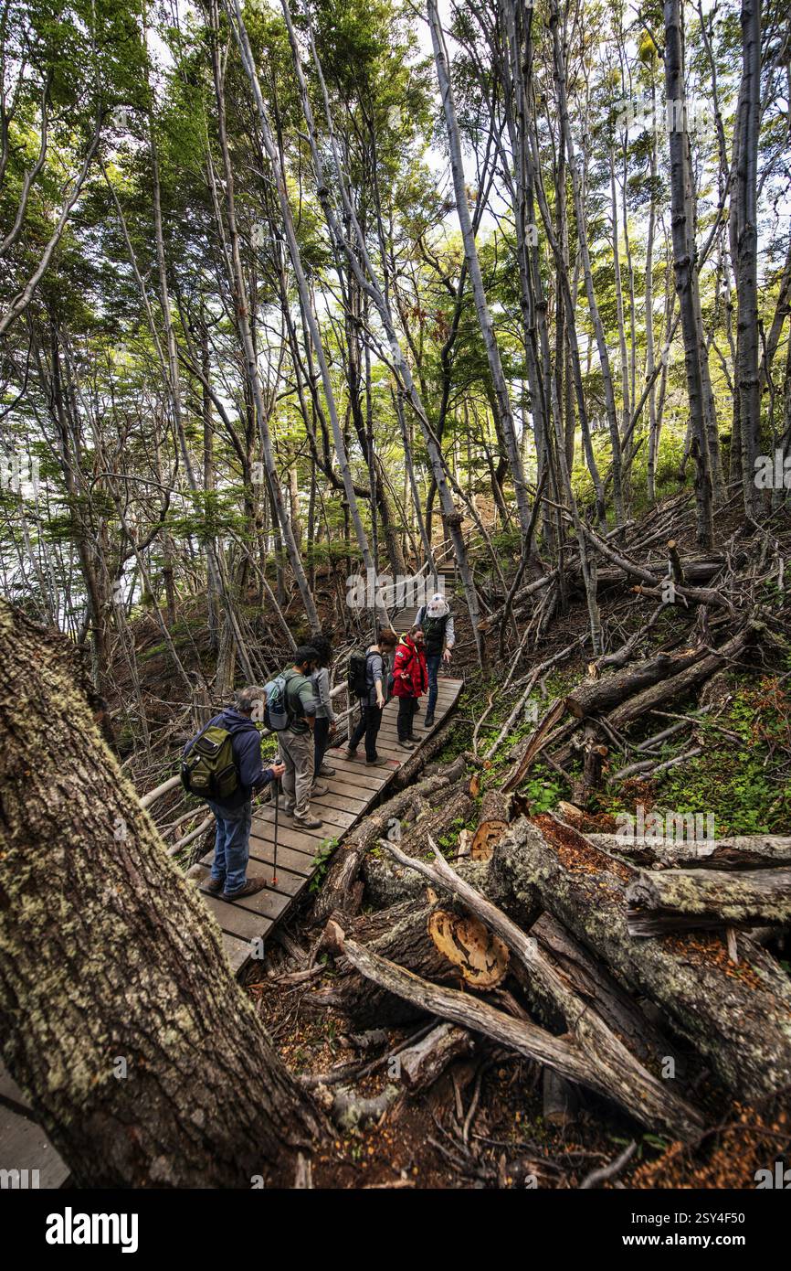 Hiking group with guide Wulaia Bay, Beagle Street, Ushuaia, Tierra del ...