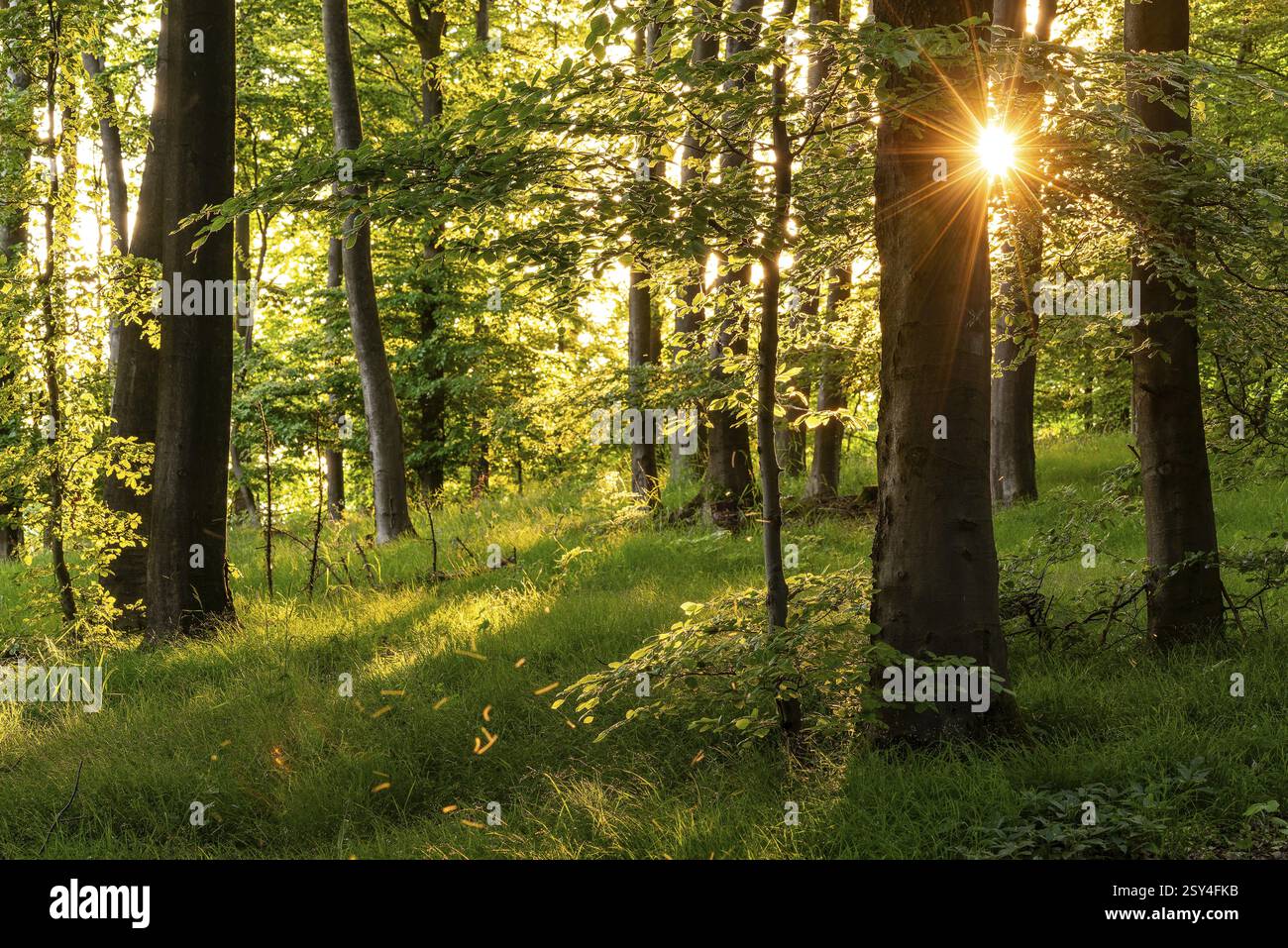 Sunbeams with sun star between the trunks of tall beech trees in an ...