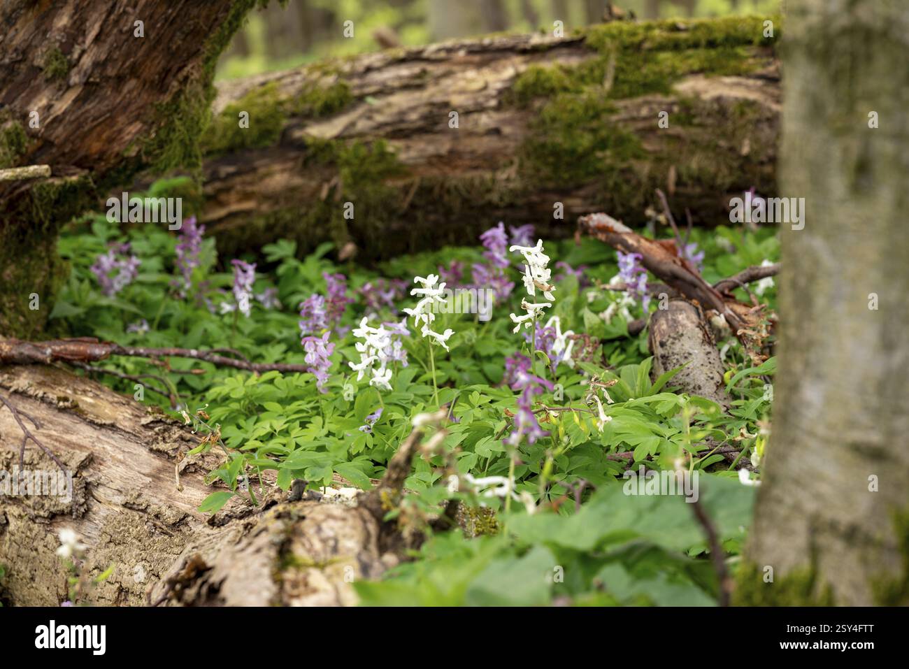 Hollow larkspur (Corydalis cava) with white and purple flowers growing ...