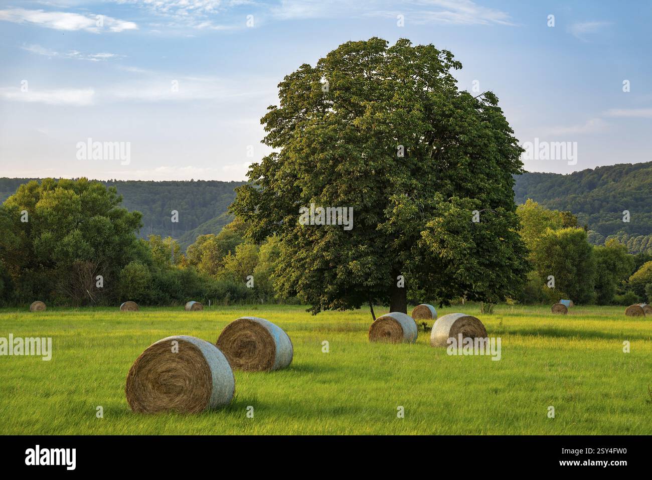 A large chestnut tree with lush green foliage stands in the middle of a ...