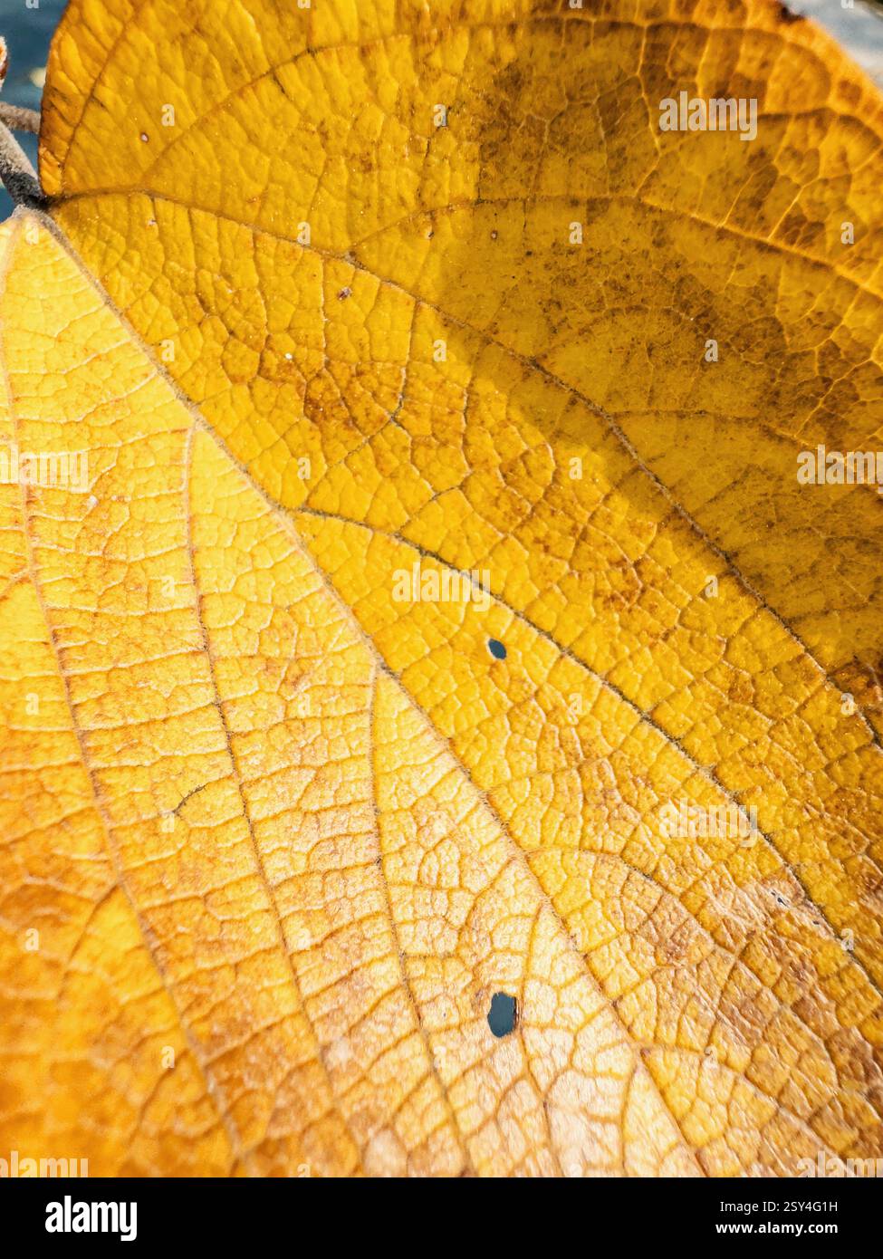 Showcasing intricate leaf textures hi-res stock photography and images ...