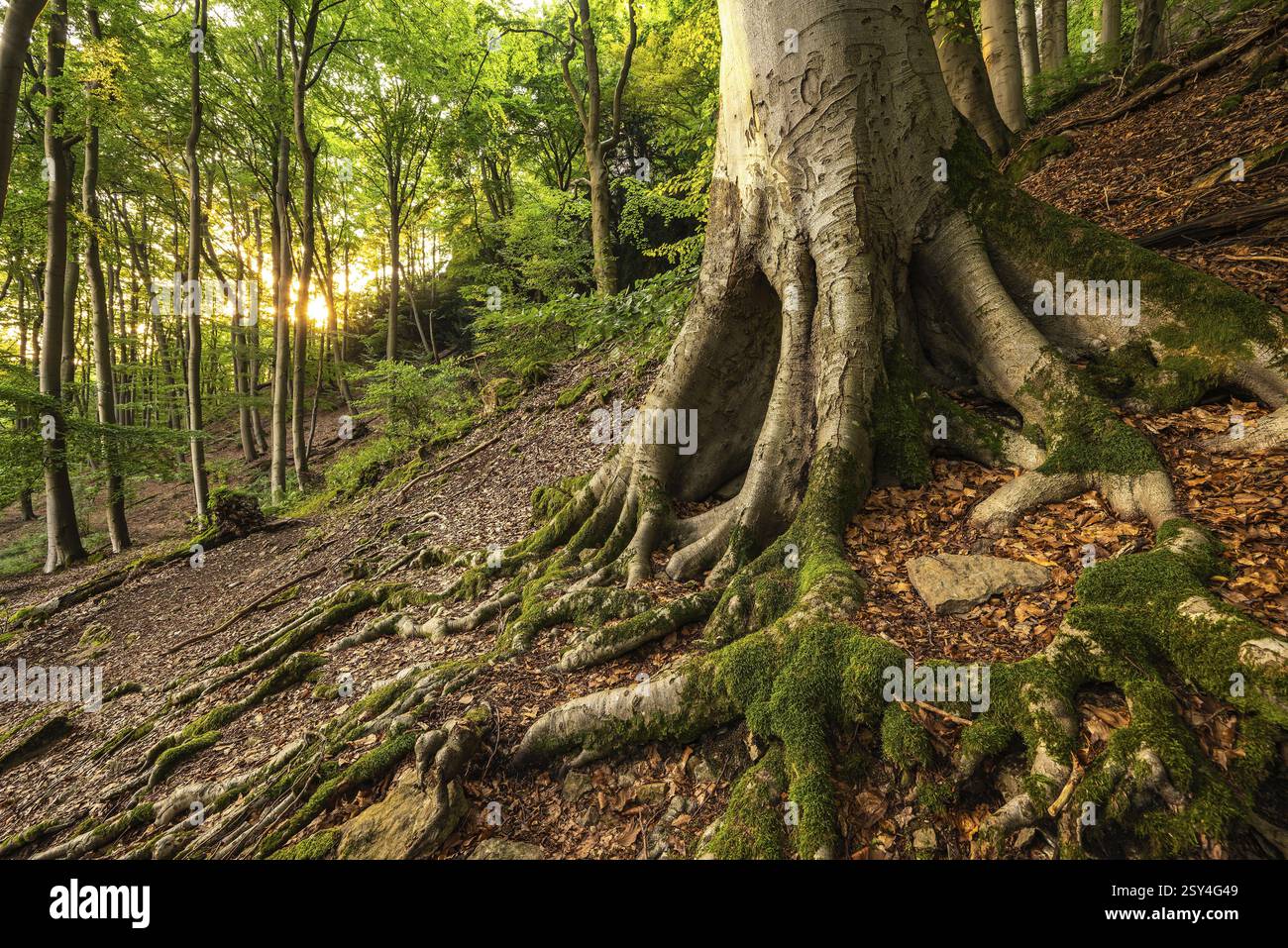 Large trunk of an ancient beech tree with moss-covered roots ...