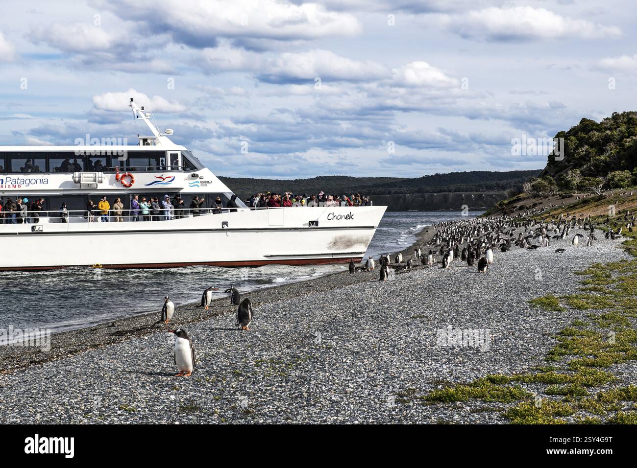 Tourists photographing gentoo penguins (Pygoscelis papua) on Martillon ...