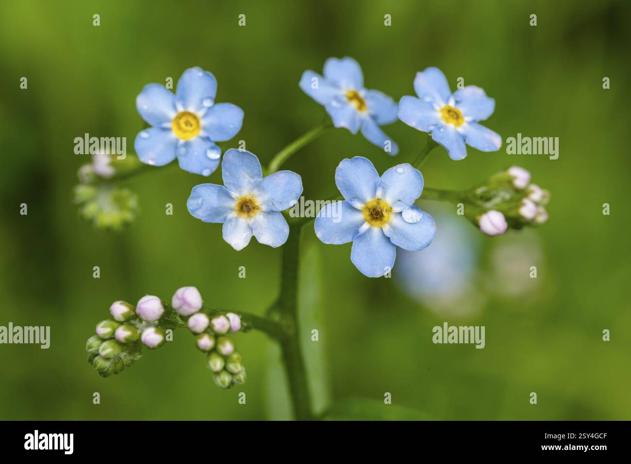 Close-up of the blue flowers of marsh forget-me-not (Myosotis ...