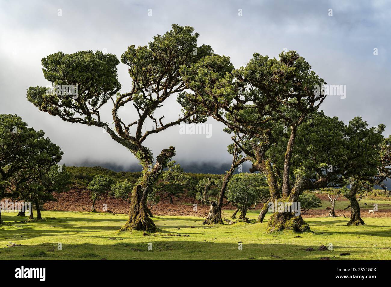 Ancient twisted laurel trees on a green meadow under a cloudy sky ...