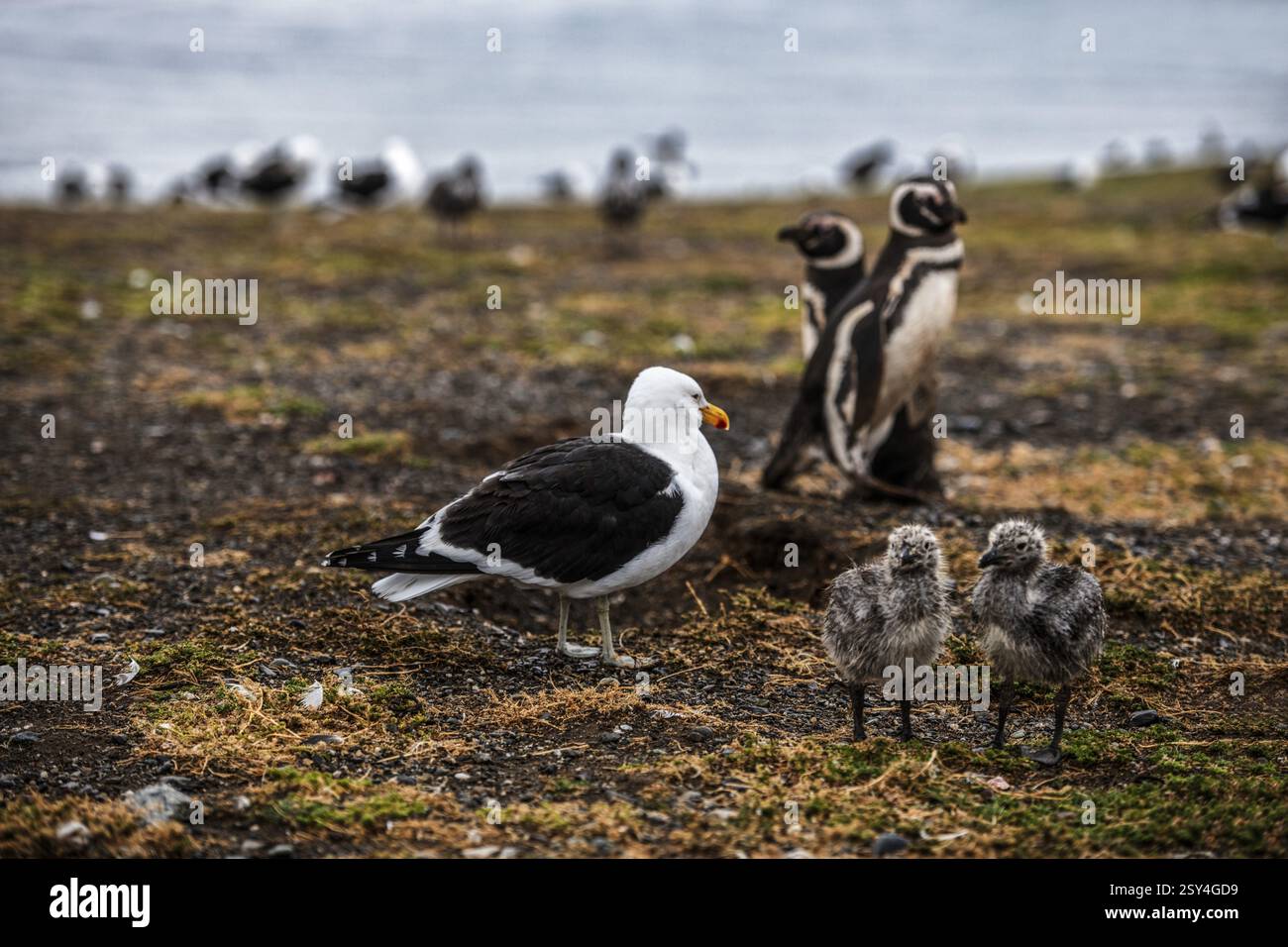 Magellanic penguins (Spheniscus magellanicus) and gull with chicks in ...