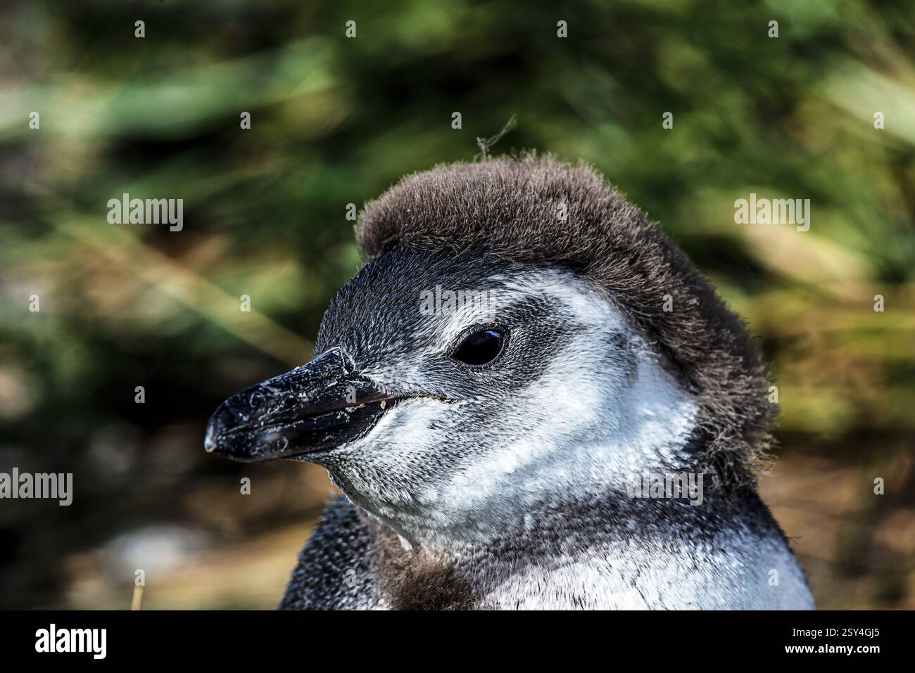Magellanic penguin chicks (Sphreniscus magellanicus) on the beach on ...