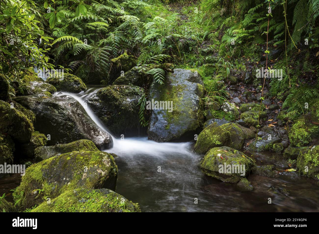 A small stream flows over moss-covered rocks in the middle of a dense ...