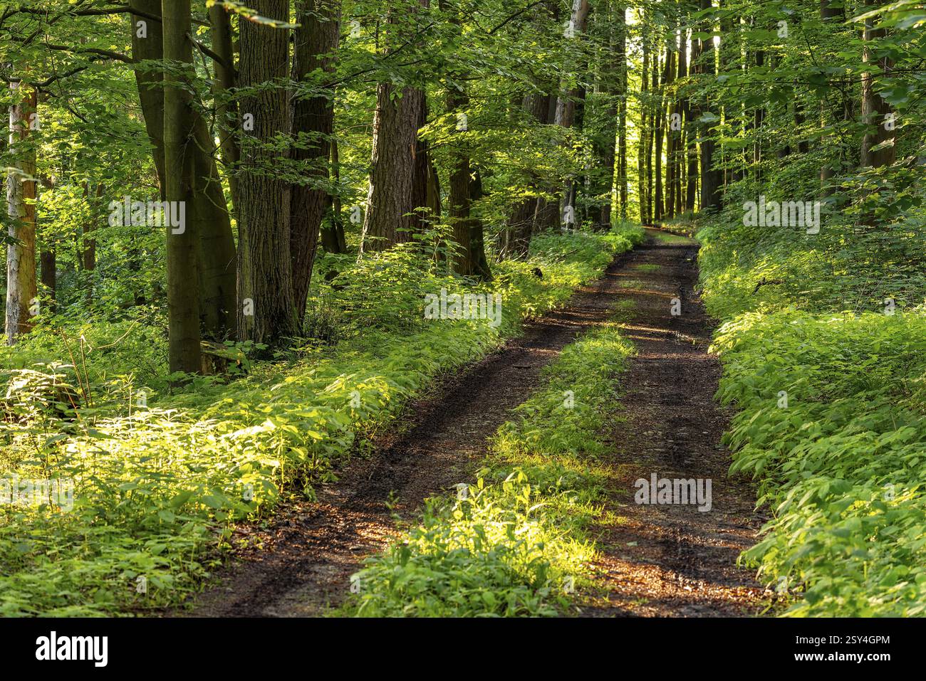 Sun-drenched forest path framed by trees with spring-like green foliage ...