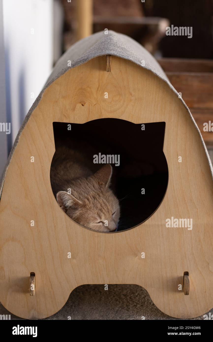 Wooden cat furniture hi-res stock photography and images - Alamy
