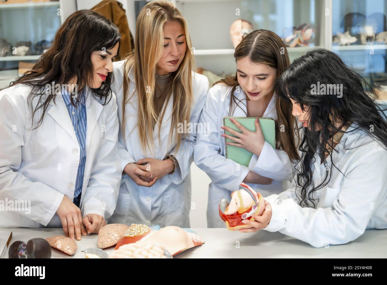 Four focused medical students examining anatomical models in university laboratory, learning ...