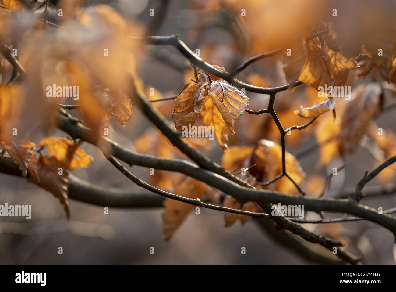 Golden autumn leaves hang from tree branches and create a calm, natural ...