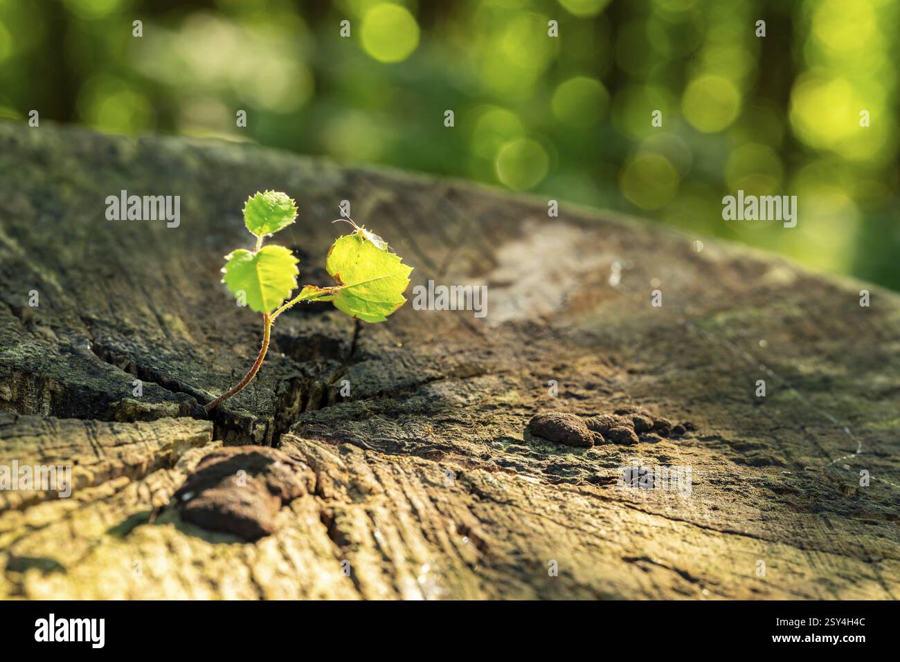 A young shoot sprouts from an old tree stump in the forest, a small ...