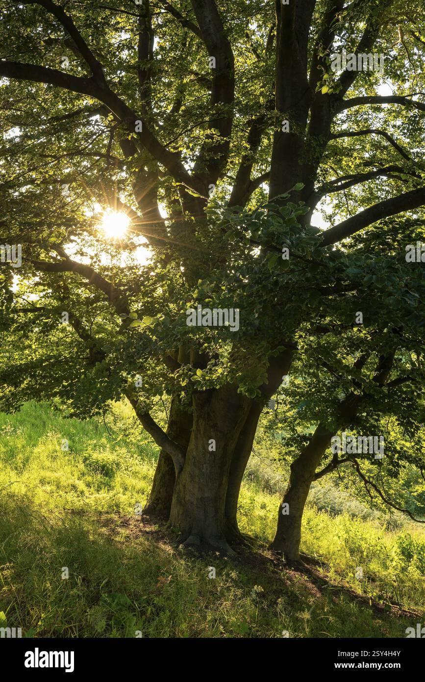 Twisted beech tree silhouette hi-res stock photography and images - Alamy
