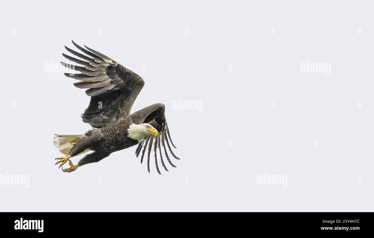 Bald Eagle in Flight Stock Photo - Alamy