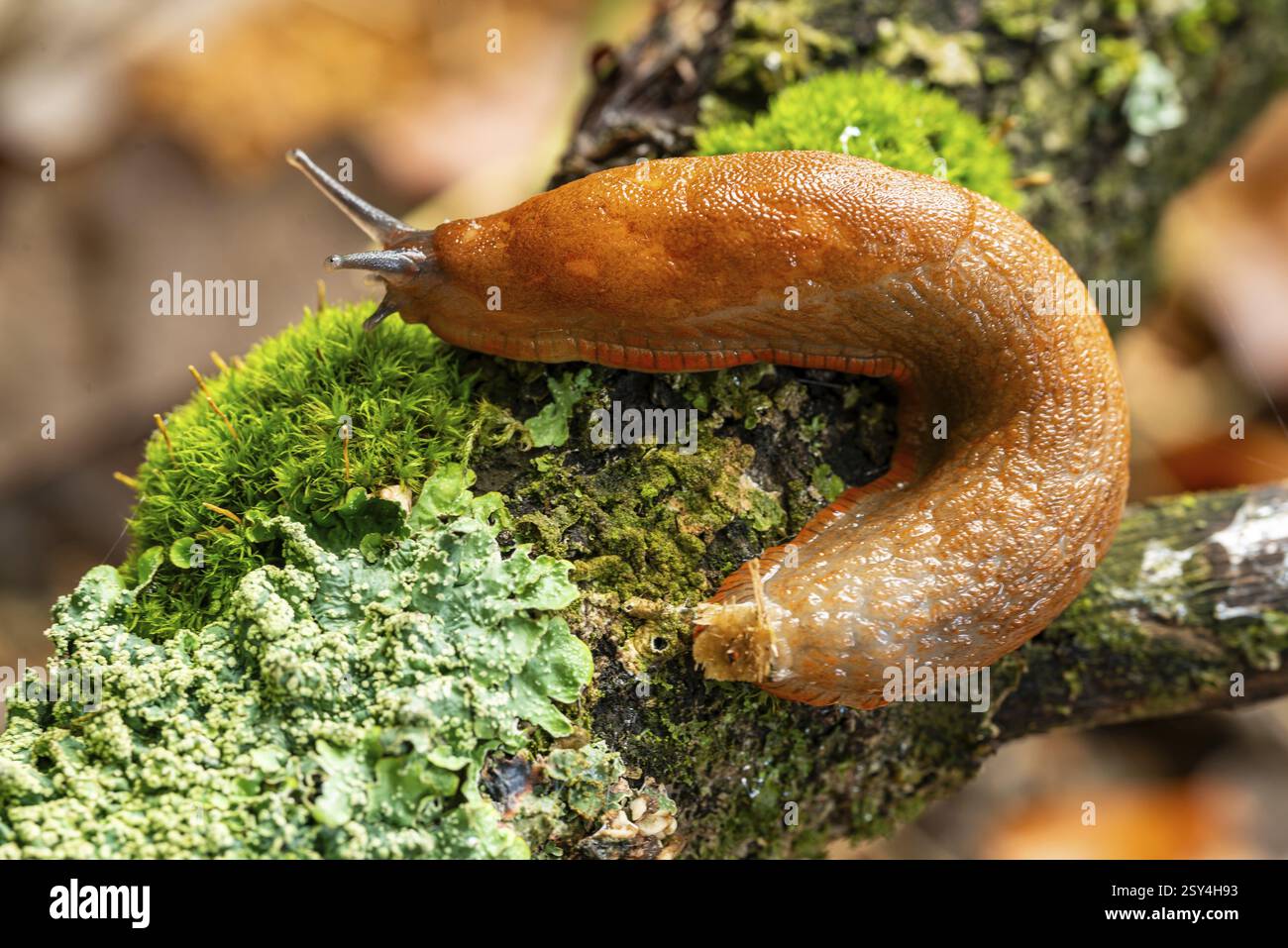 Slug (Spanish slug, Arion vulgaris) crawling on a moss-covered branch ...