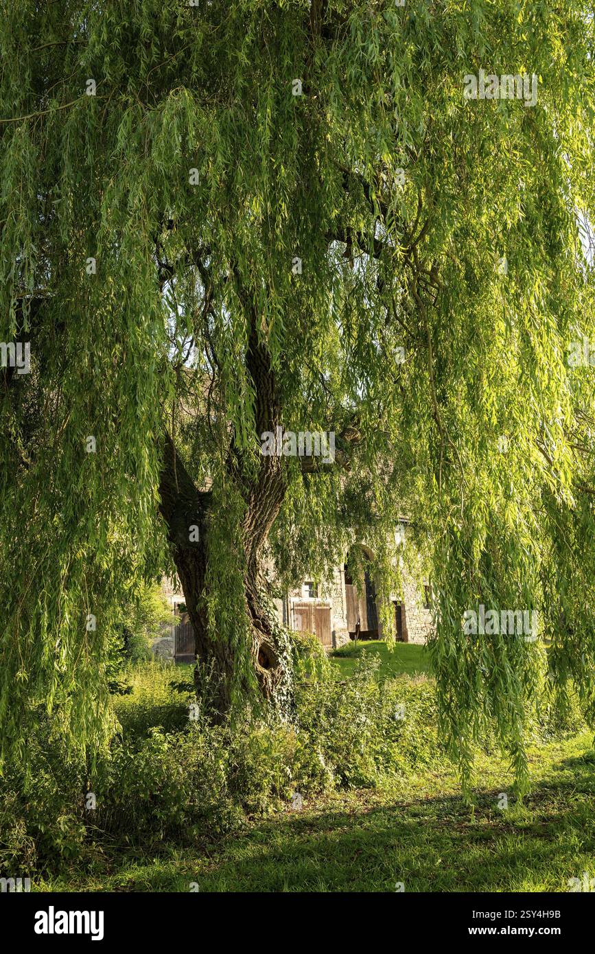 A lush weeping willow (Salix babylonica) with drooping branches in ...