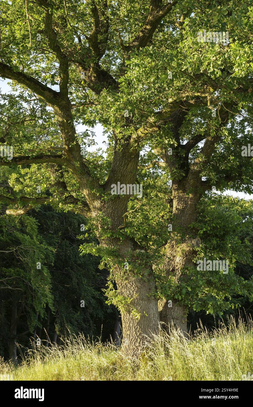 Single large oak (Quercus robur) with dense green foliage and mighty ...