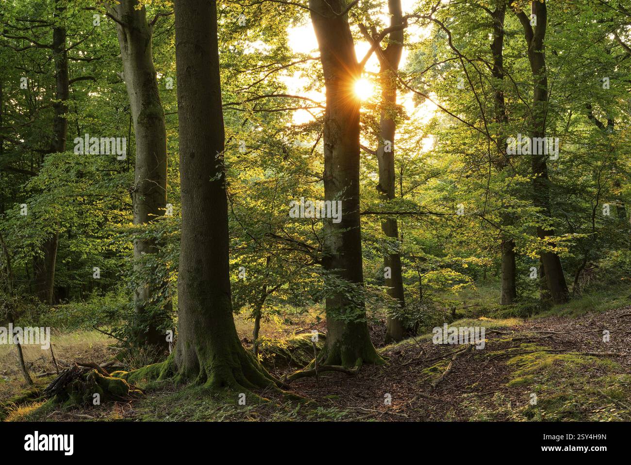 Sunlight floods tranquil forest hi-res stock photography and images - Alamy