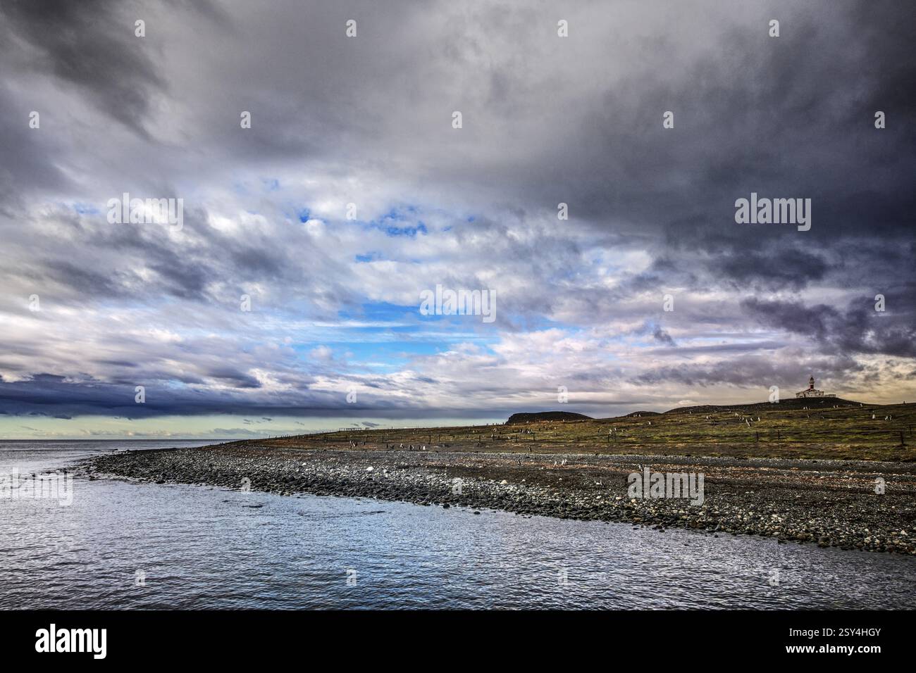 Magellanic penguins (Spheniscus magellanicus) and lighthouse in the ...