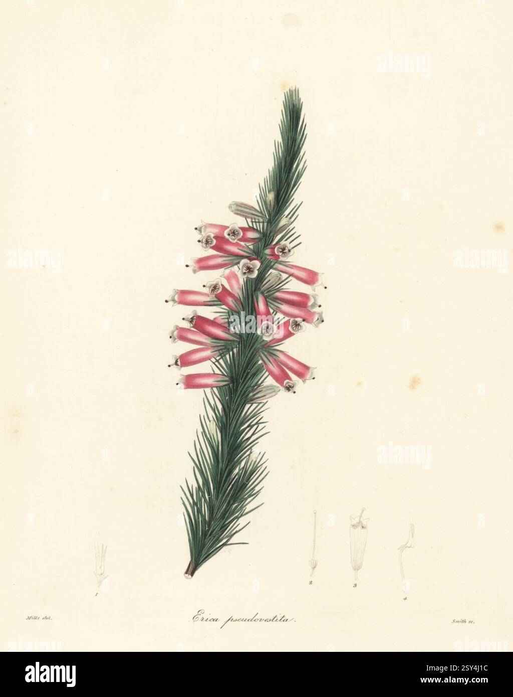 Masson's heath, Erica massonii. Clothed hybrid heath, Erica ...