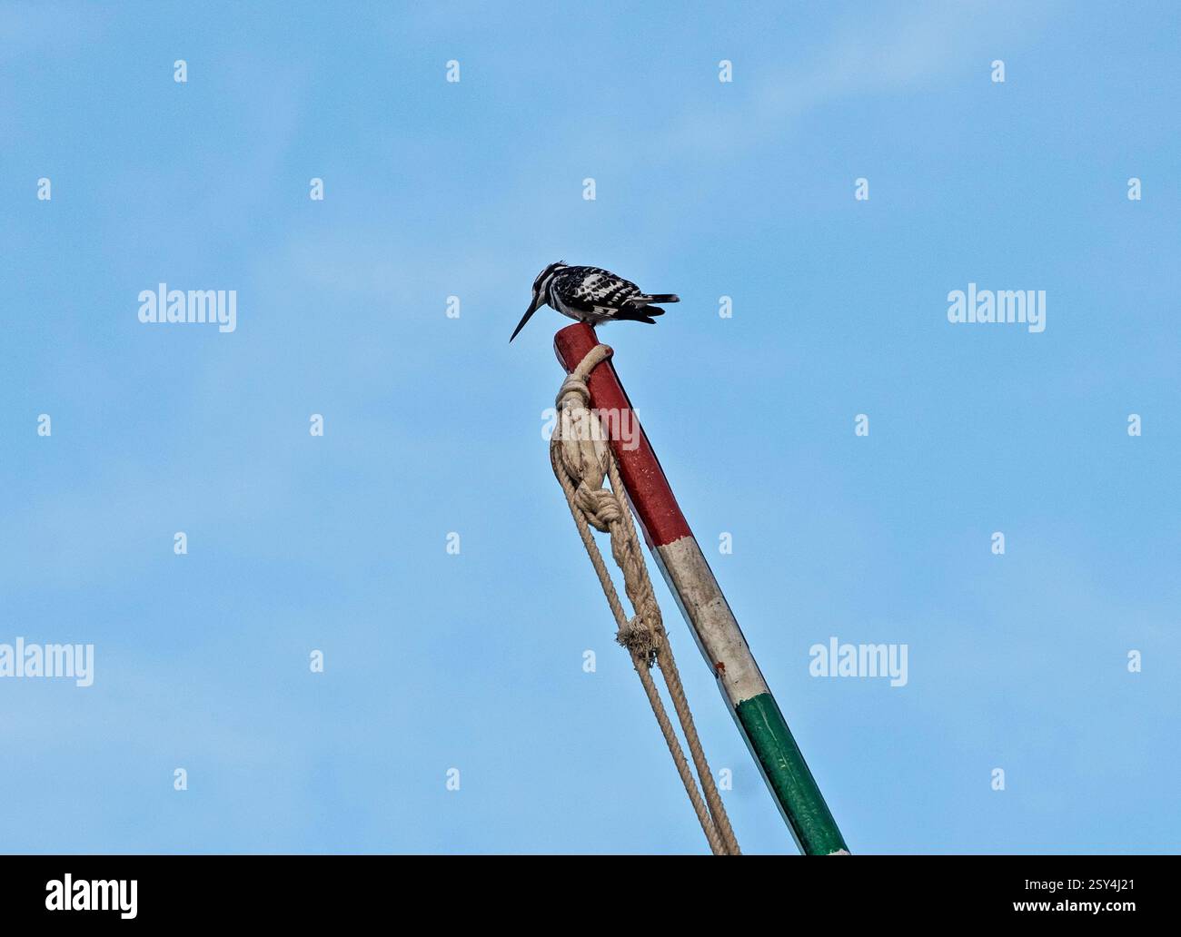 Pied kingfisher ceryle rudis wild bird stood perched on tall wooden ...