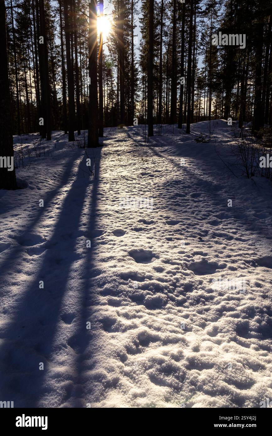 Golden light weaves through the pines, painting the snow in warmth and ...