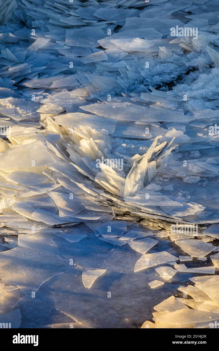 Nature’s frozen artistry—delicate ice flowers rise from the river ...
