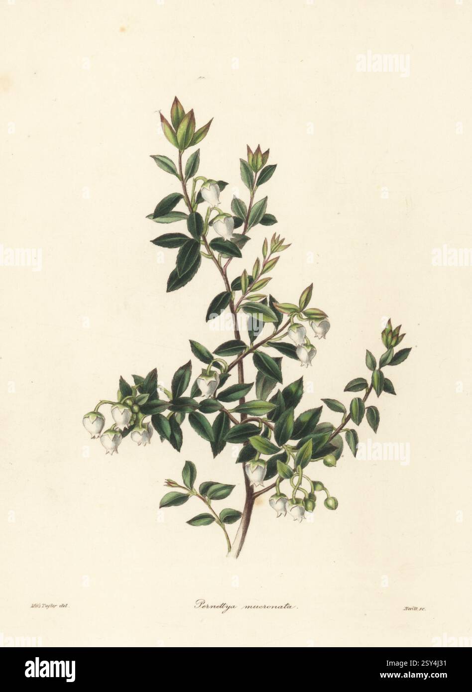 Prickly heath, chaura or murtillo, Gaultheria mucronata. Pointed-leaved ...