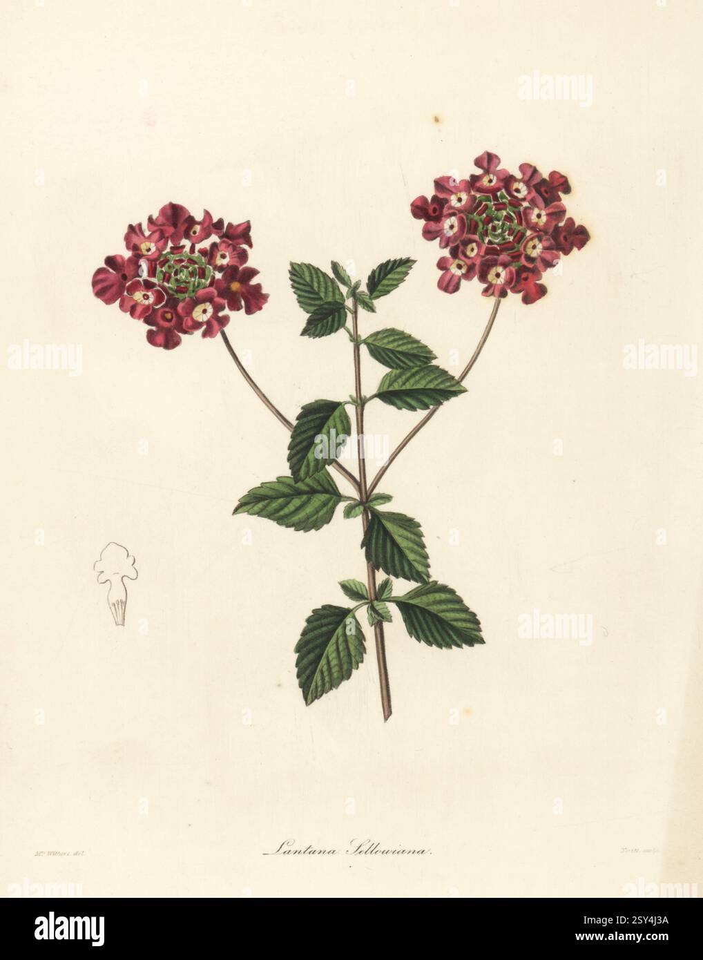 Trailing lantana, weeping lantana or creeping lantana, Lantana ...