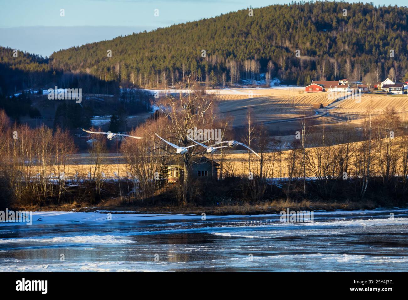 Wild geese soar over a frozen river bathed in golden light, past an old ...