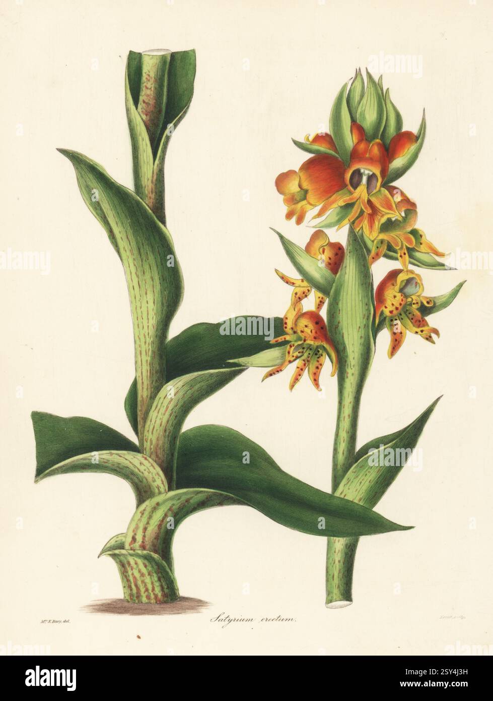 Orange satyre orchid, Satyrium coriifolium. Upright satyrium, Satyrium ...