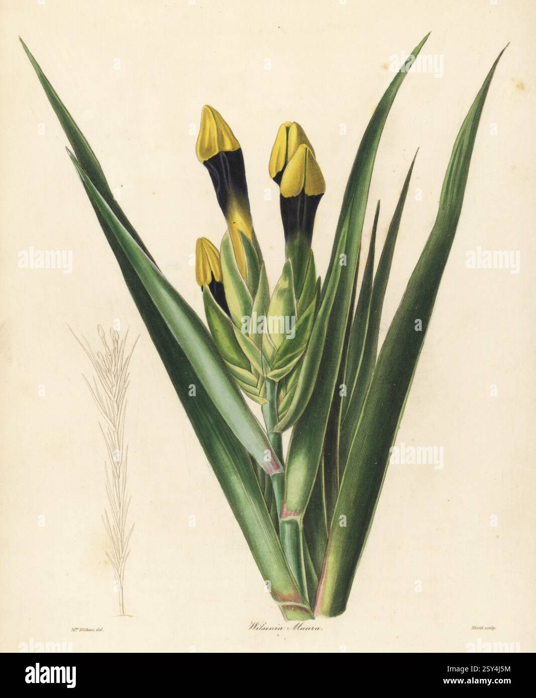 Downy-flowered witsenia, Witsenia maura. Native to the Cape, South ...