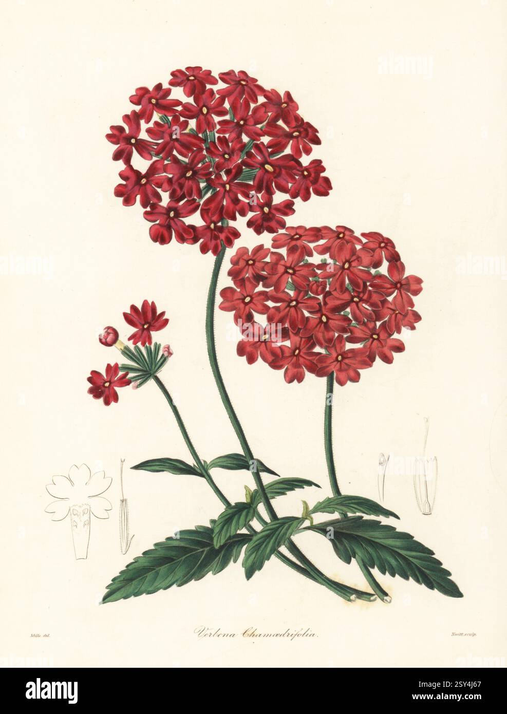 Peruvian mock vervain, Glandularia peruviana. Veronica-leaved verbena ...