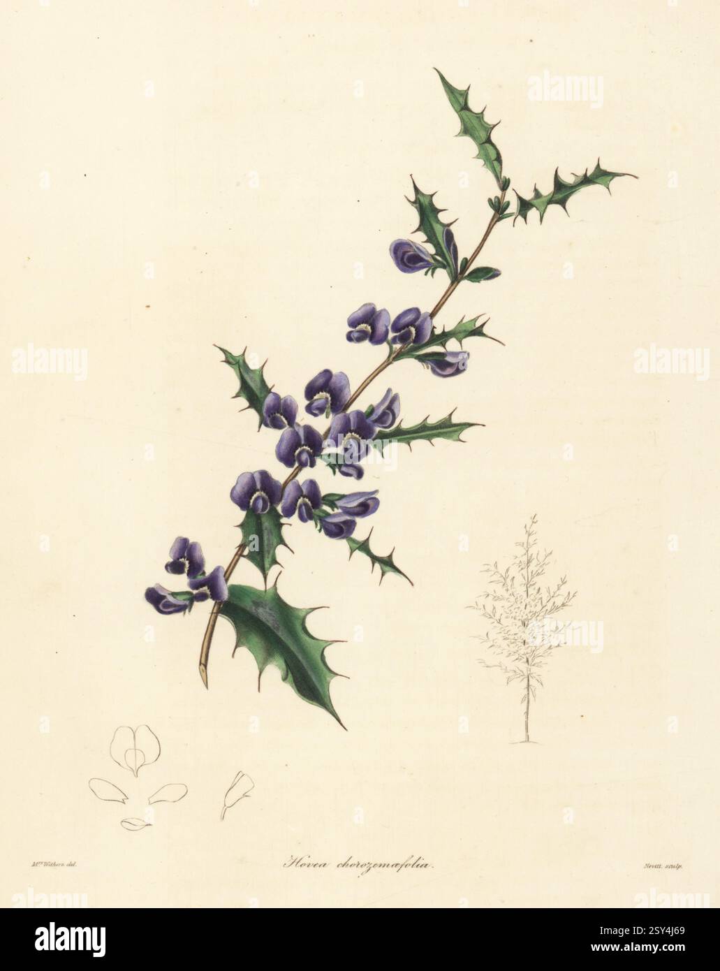 Chorozemifolia leaved hovea hi-res stock photography and images - Alamy