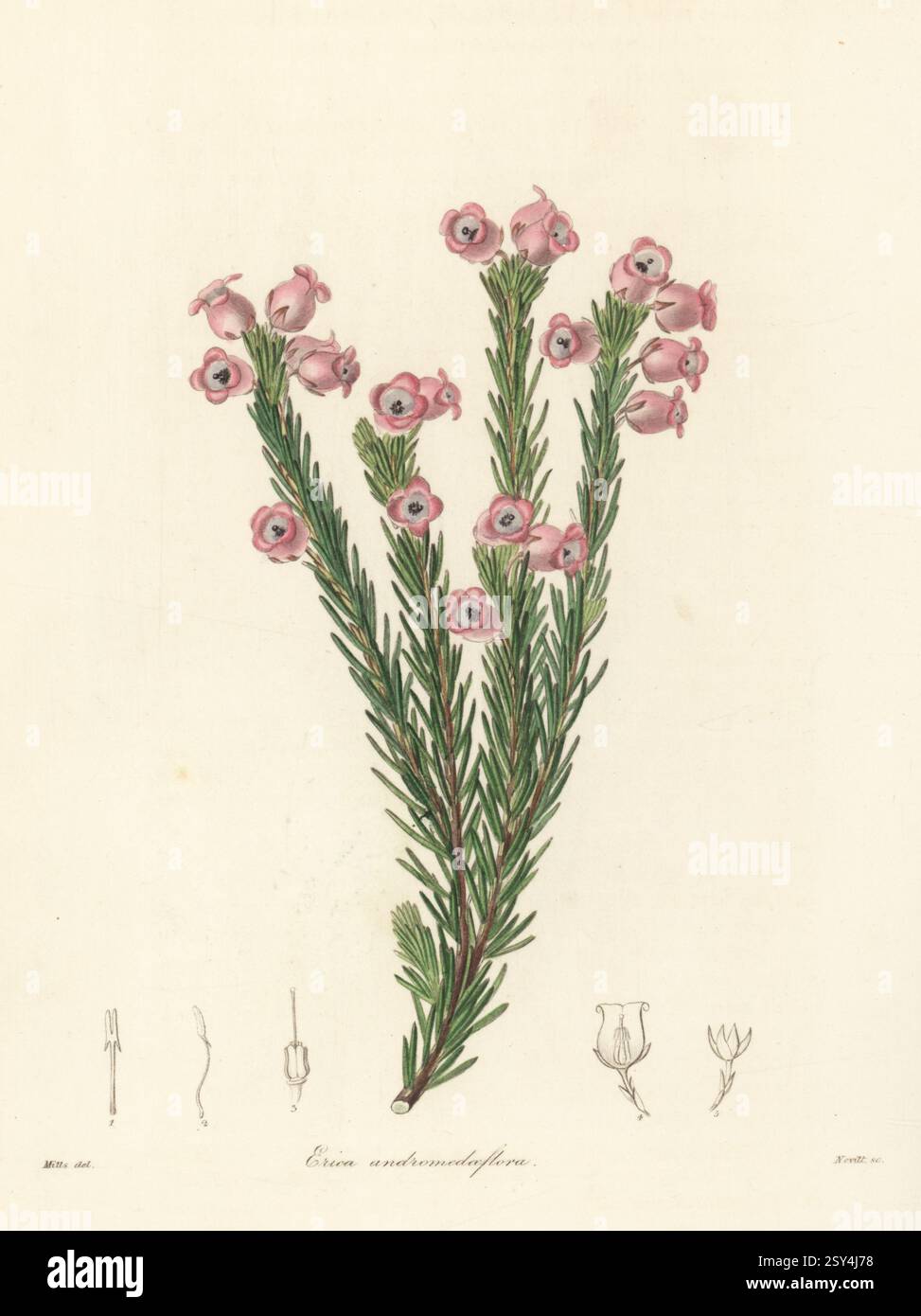 Erica holosericea. Andromeda-flowered erica, Erica andromediflora ...