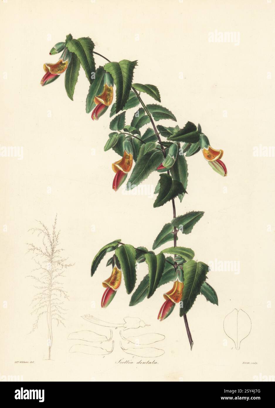 Bossiaea dentata. Broad-leaved scottia, Scottia dentata. Native to ...