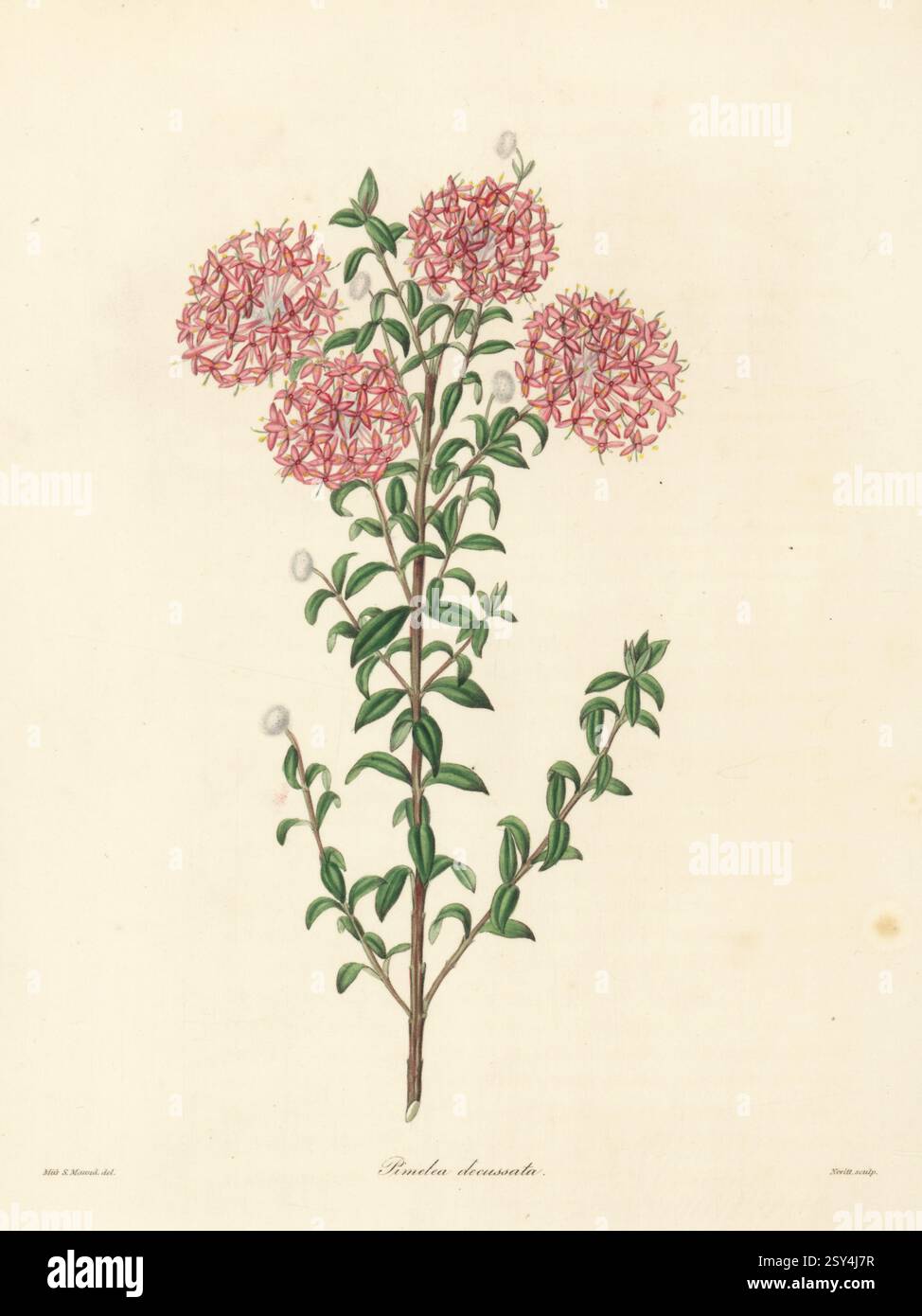 Pink rice flower or coastal banjine, Pimelea ferruginea. Diosma-leaved ...