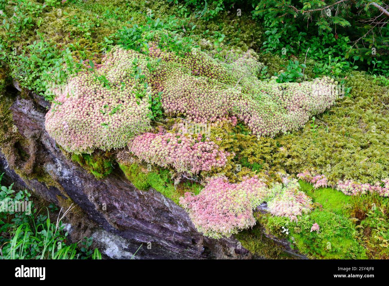 Spagnum spec hi-res stock photography and images - Alamy