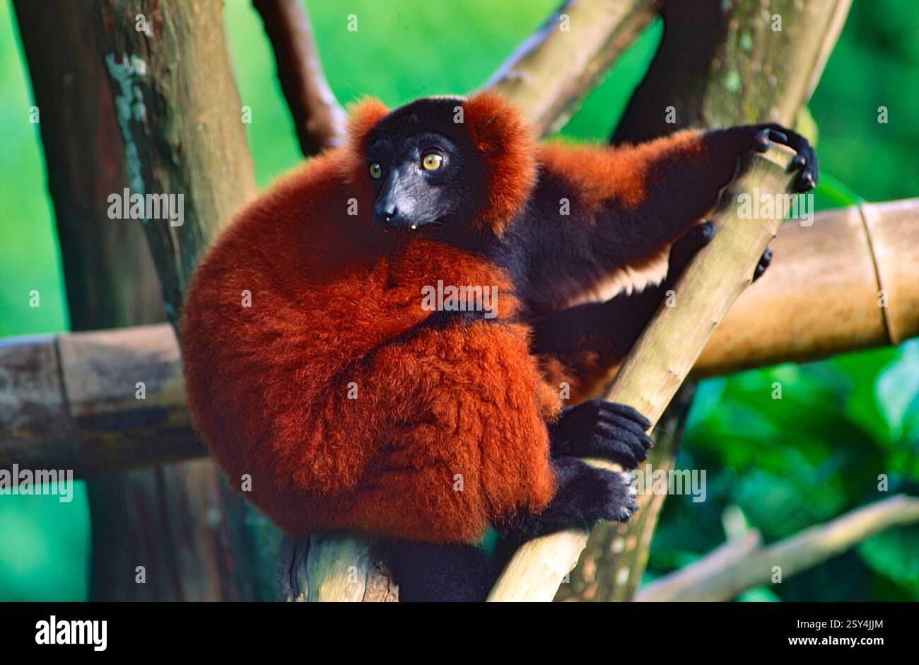 Roter Vari, Varecia rubra, Zoo, Singapore, Herkunft Madagaskar Red ...