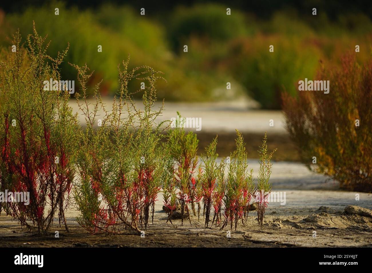Wildflowers Blooming on Dry Land in Korea Stock Photo - Alamy