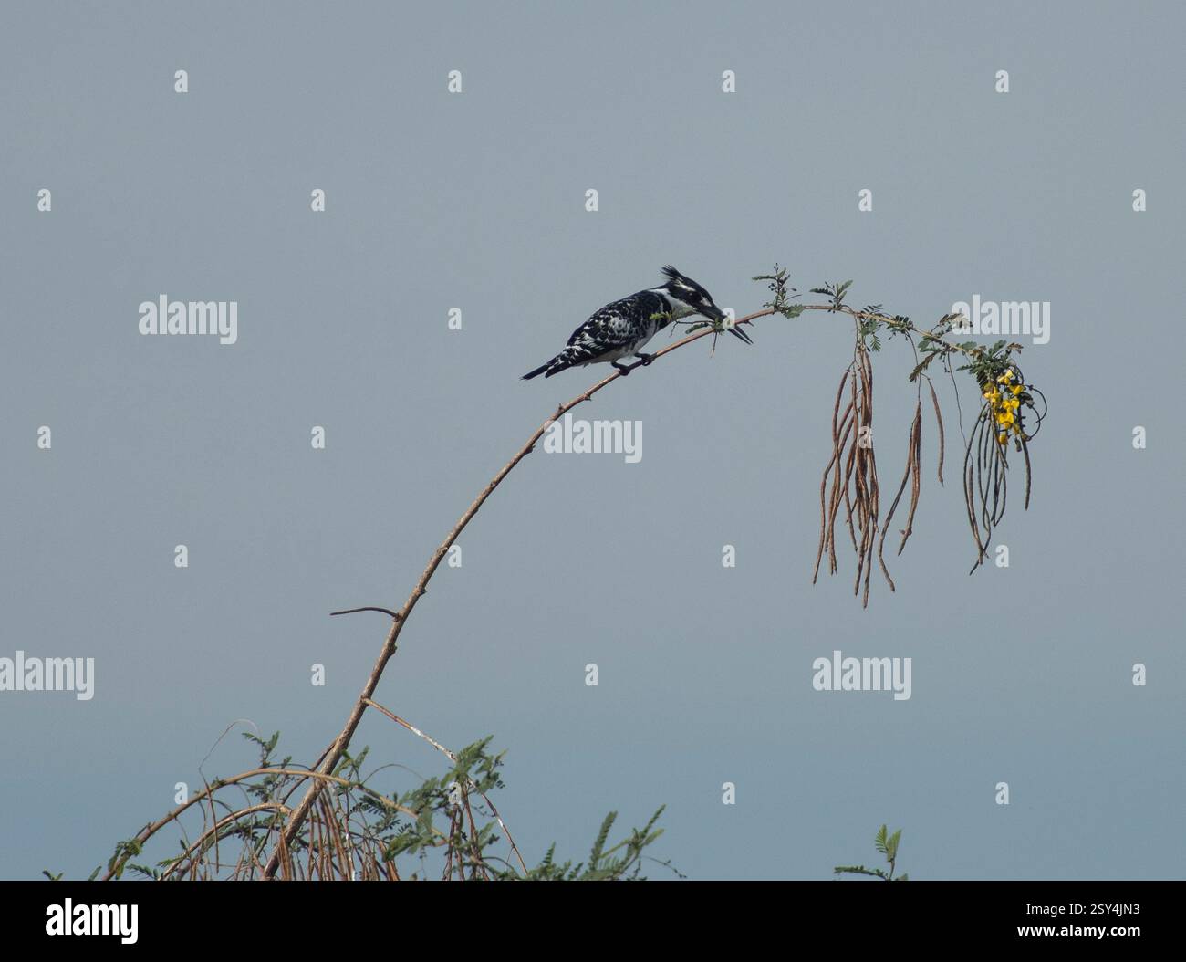 Pied kingfisher ceryle rudis wild bird stood perched on tall branch of ...