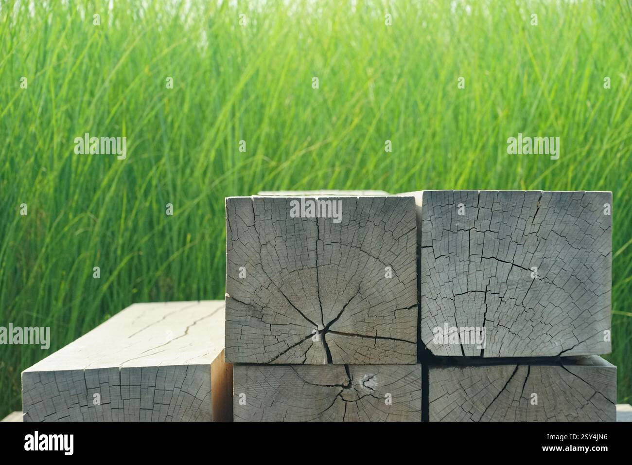 green wild plant and square tree rings Stock Photo - Alamy