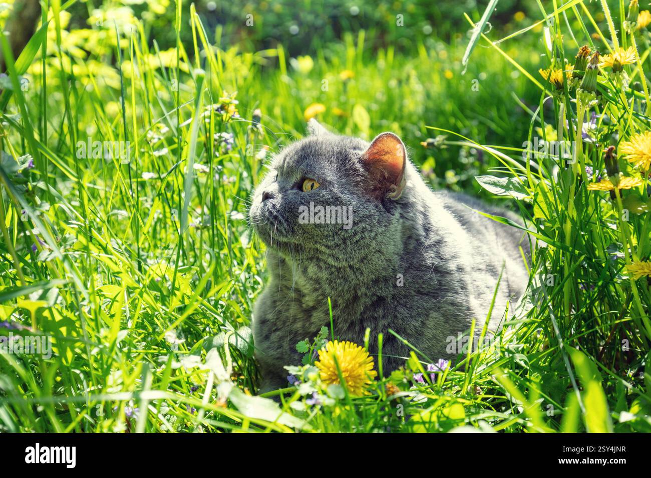 Blue British Shorthair cat on nature outdoors. A funny cat is resting ...