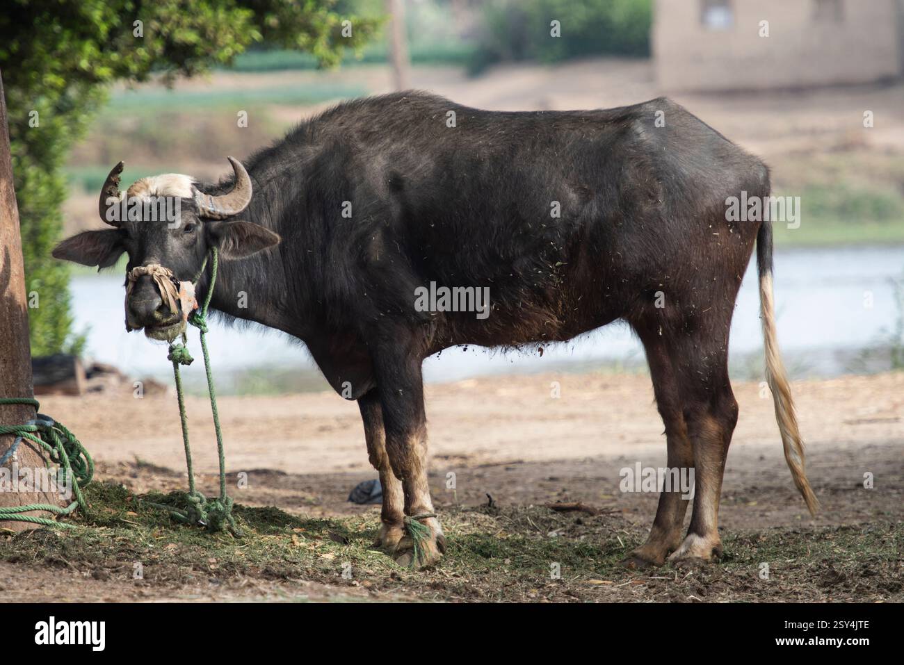 Closeup of domesticated water buffalo bubalus bubalis cattle livestock ...