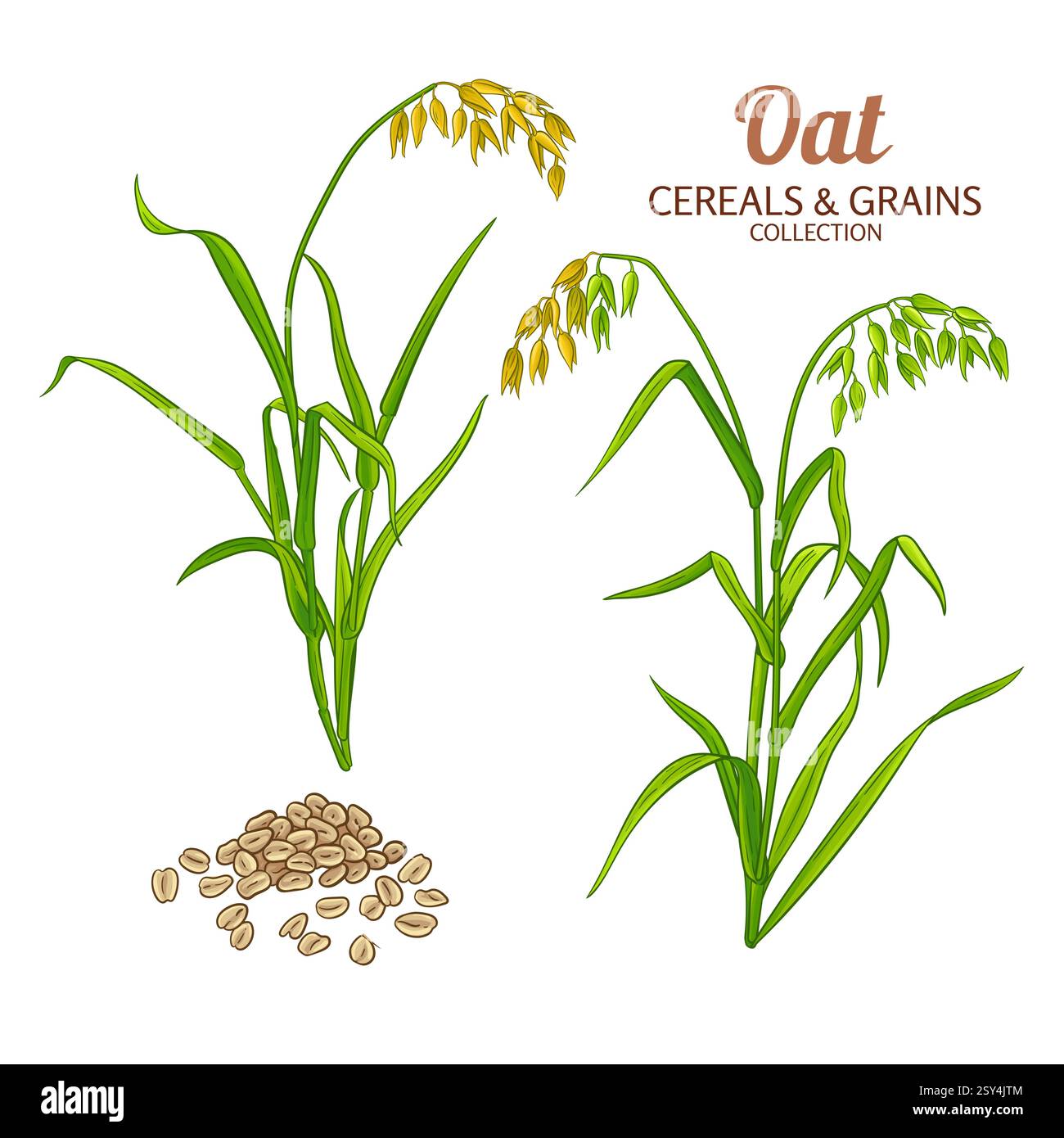 Oat Plant Colored Detailed Illustration Stock Vector Image & Art - Alamy