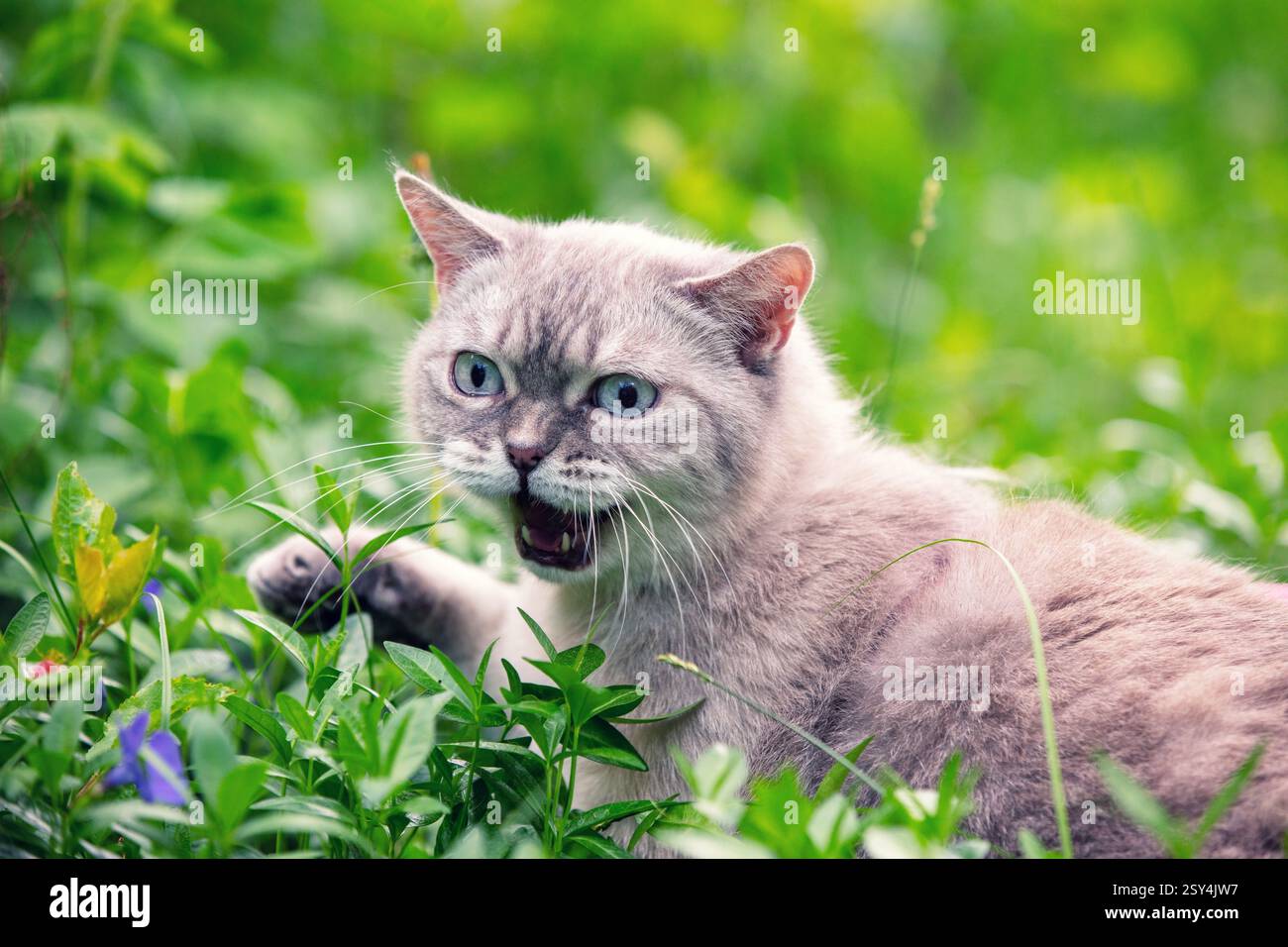 Cute meowing Siamese cat with raised paw walks on a lawn with ...