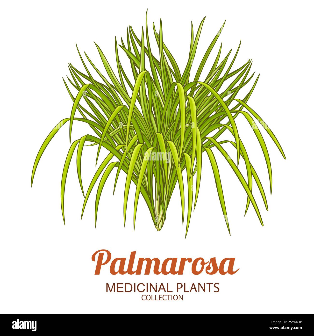 Palmarosa Plant Colored Detailed Illustration Stock Vector Image & Art ...
