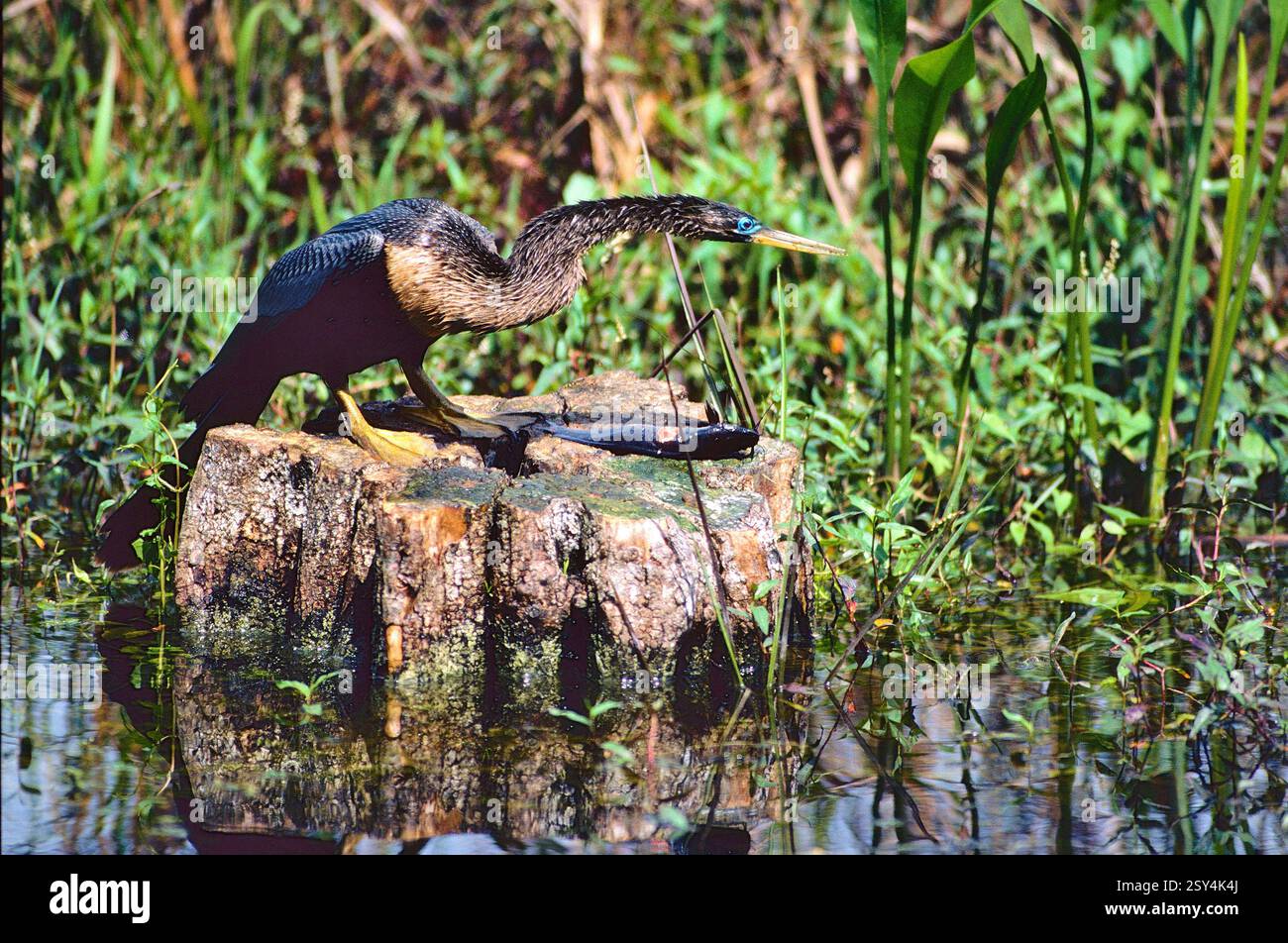 Amerika-Schlangenhalsvogel, Anhinga anhinga, Weibchen, mit erbeutetem Fisch, Anhinga Trail ...
