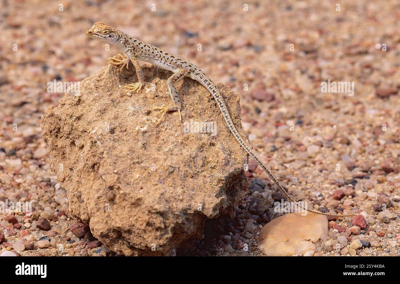 Meroles suborbitalis hi-res stock photography and images - Alamy